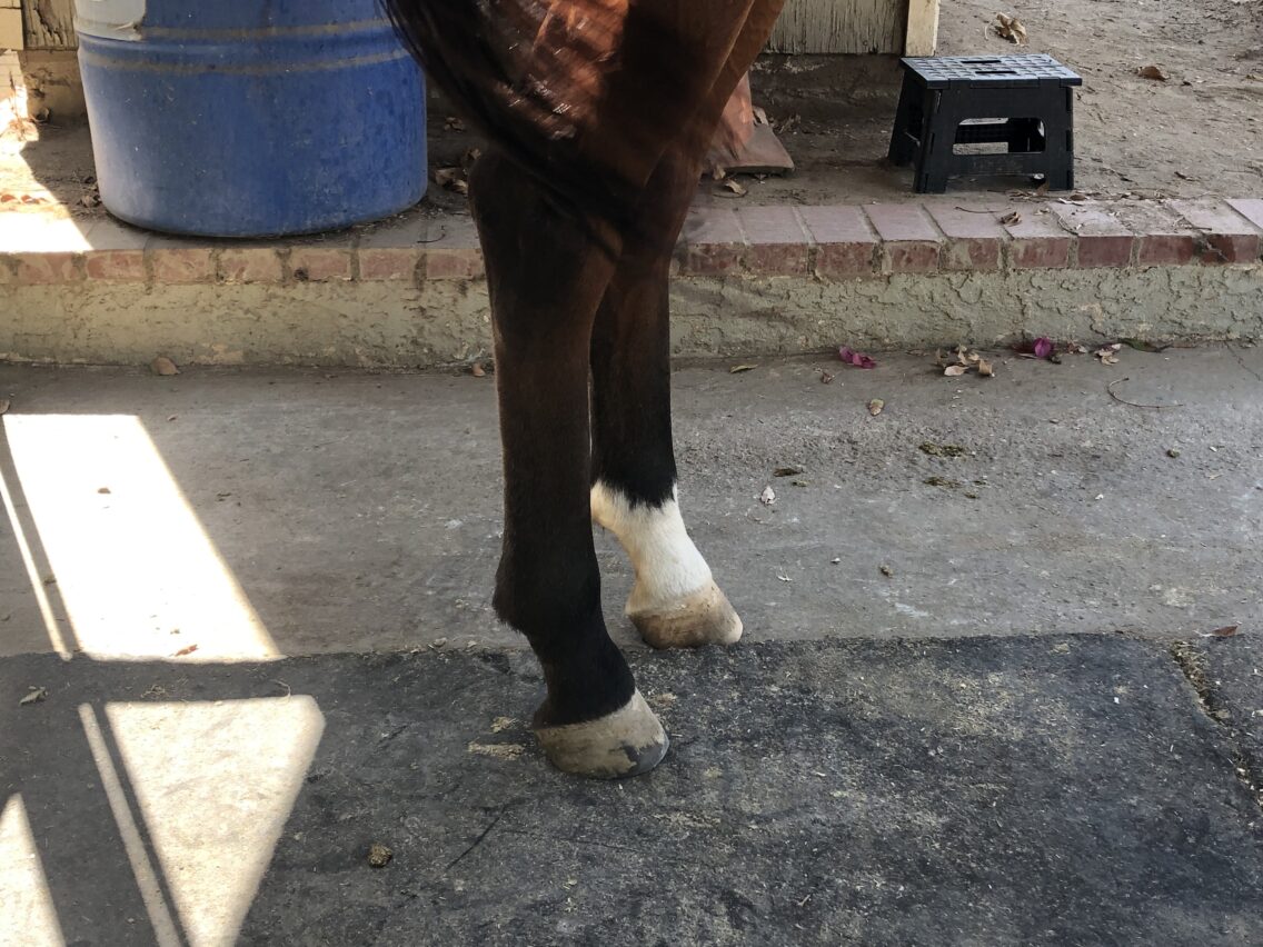 Is this right? - Hind leg, always resting - Where Does My Horse Hurt?