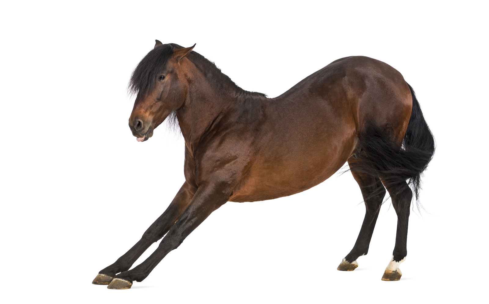 Lameness - Where Does My Horse Hurt?