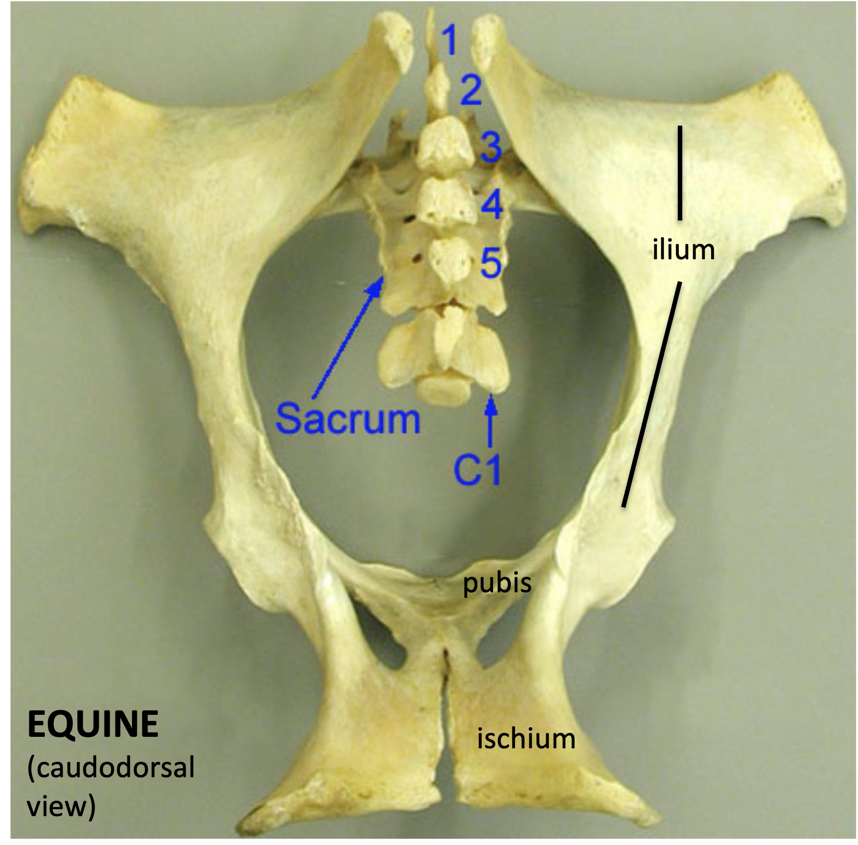 The mysterious pelvic symphysis - Where Does My Horse Hurt?